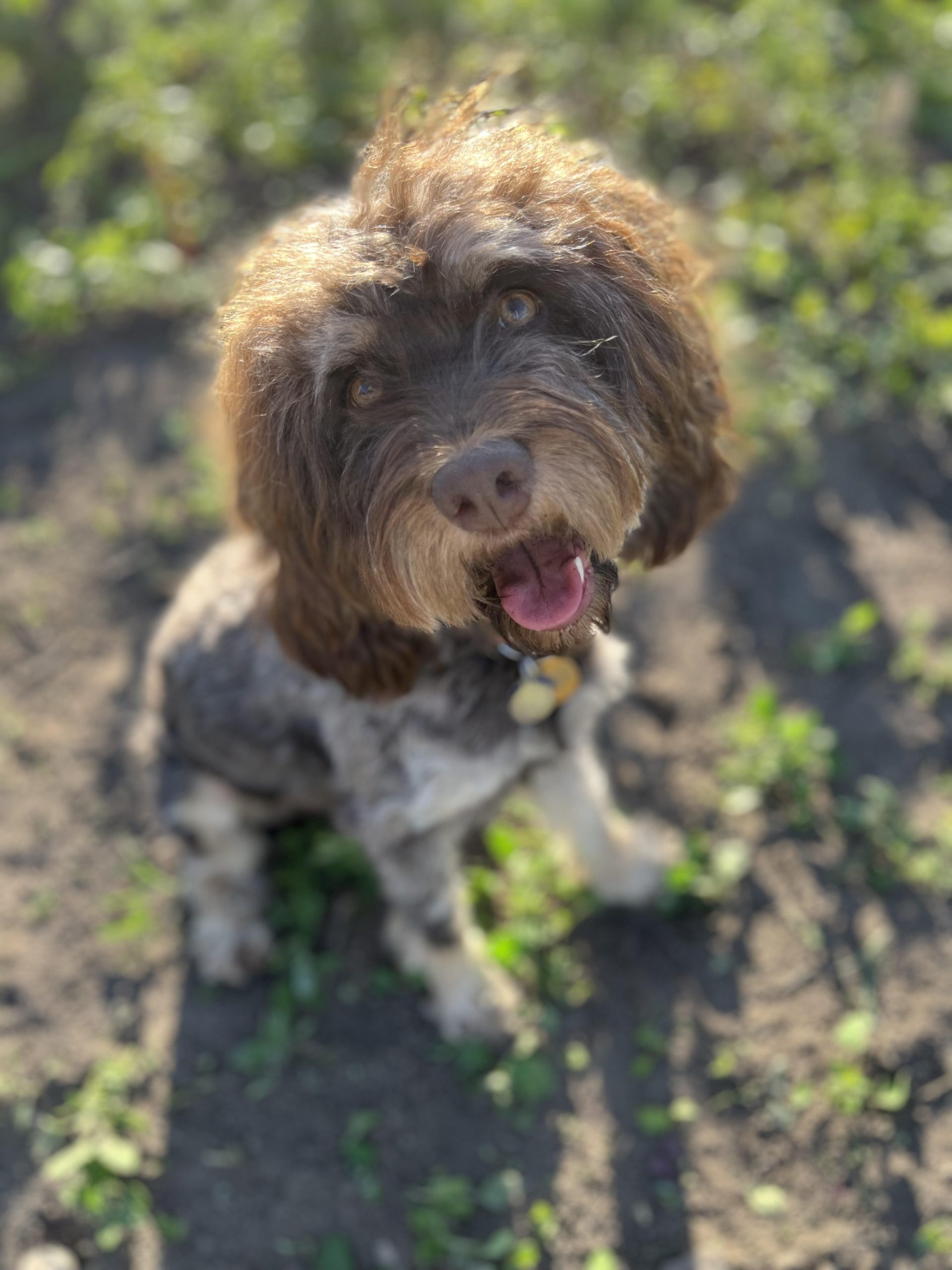 Employee Spotlight: Gergana K. — Billing Squad | FastComet